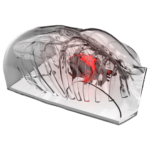 Artisan - Medical Display Models & Surgical Trainers